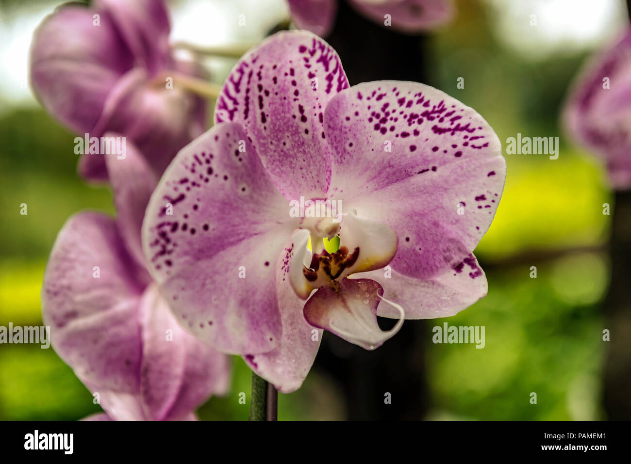 Delicate and beautiful tropical orchid flowers at The National Orchid ...