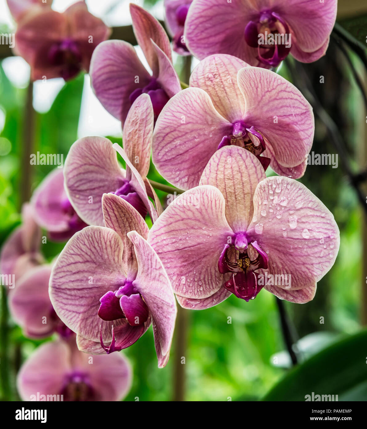 Delicate and beautiful tropical orchid flowers at The National Orchid ...