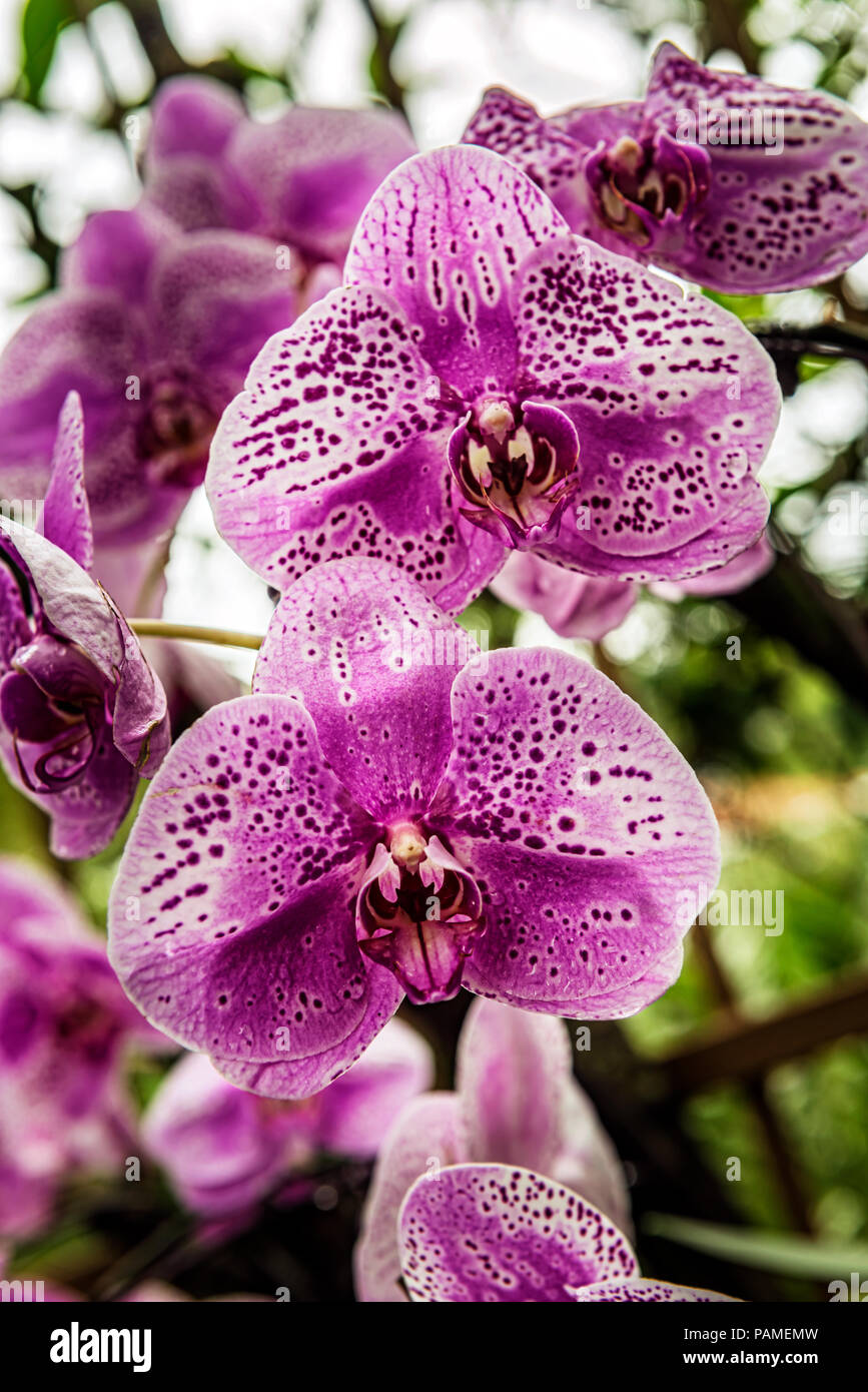 Delicate and beautiful tropical orchid flowers at The National Orchid ...