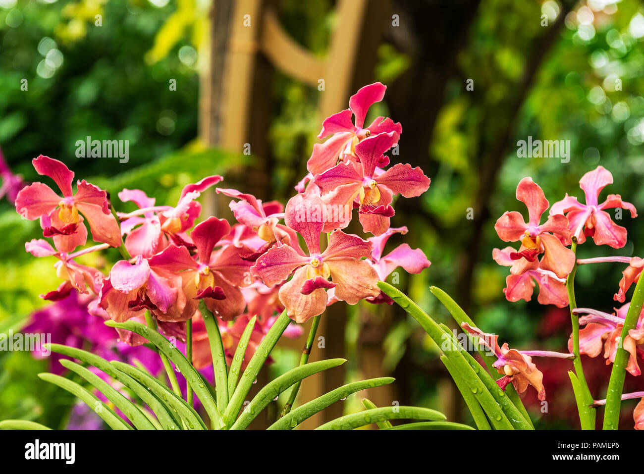 Delicate and beautiful tropical orchid flowers at The National Orchid ...