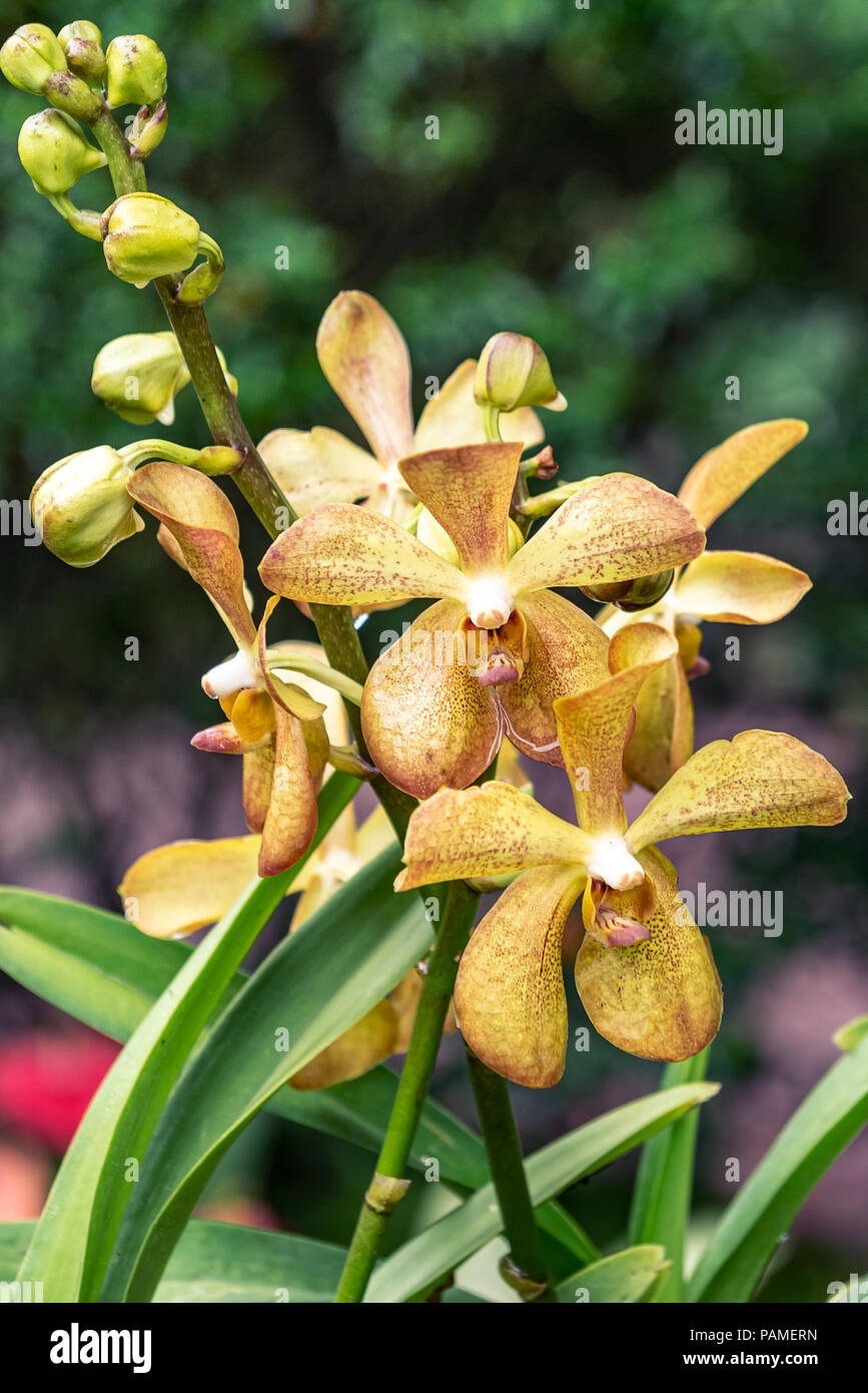 Delicate and beautiful tropical orchid flowers at The National Orchid ...