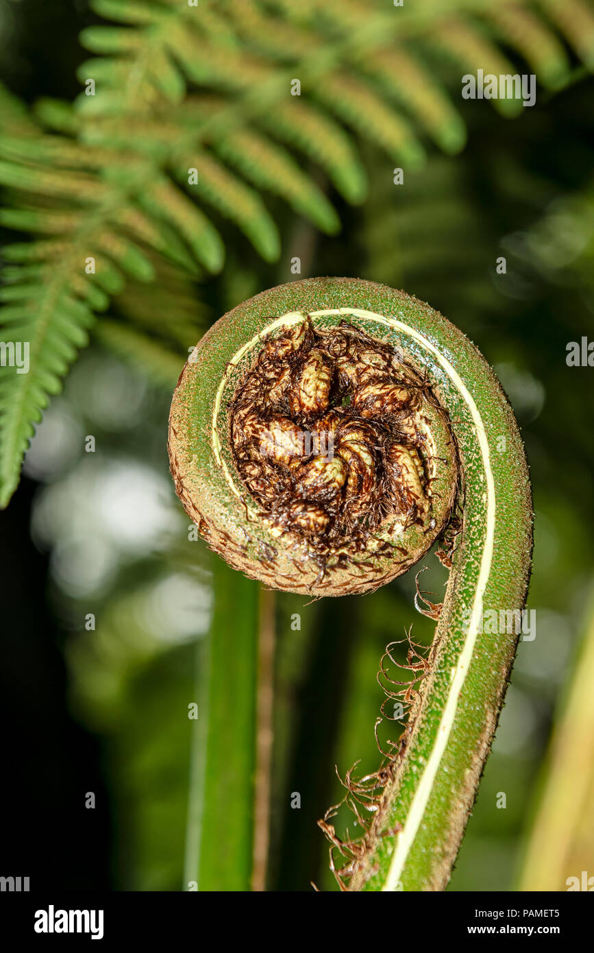 Close view at fern fiddlehead growing in the Singapore Botanic Gardens ...