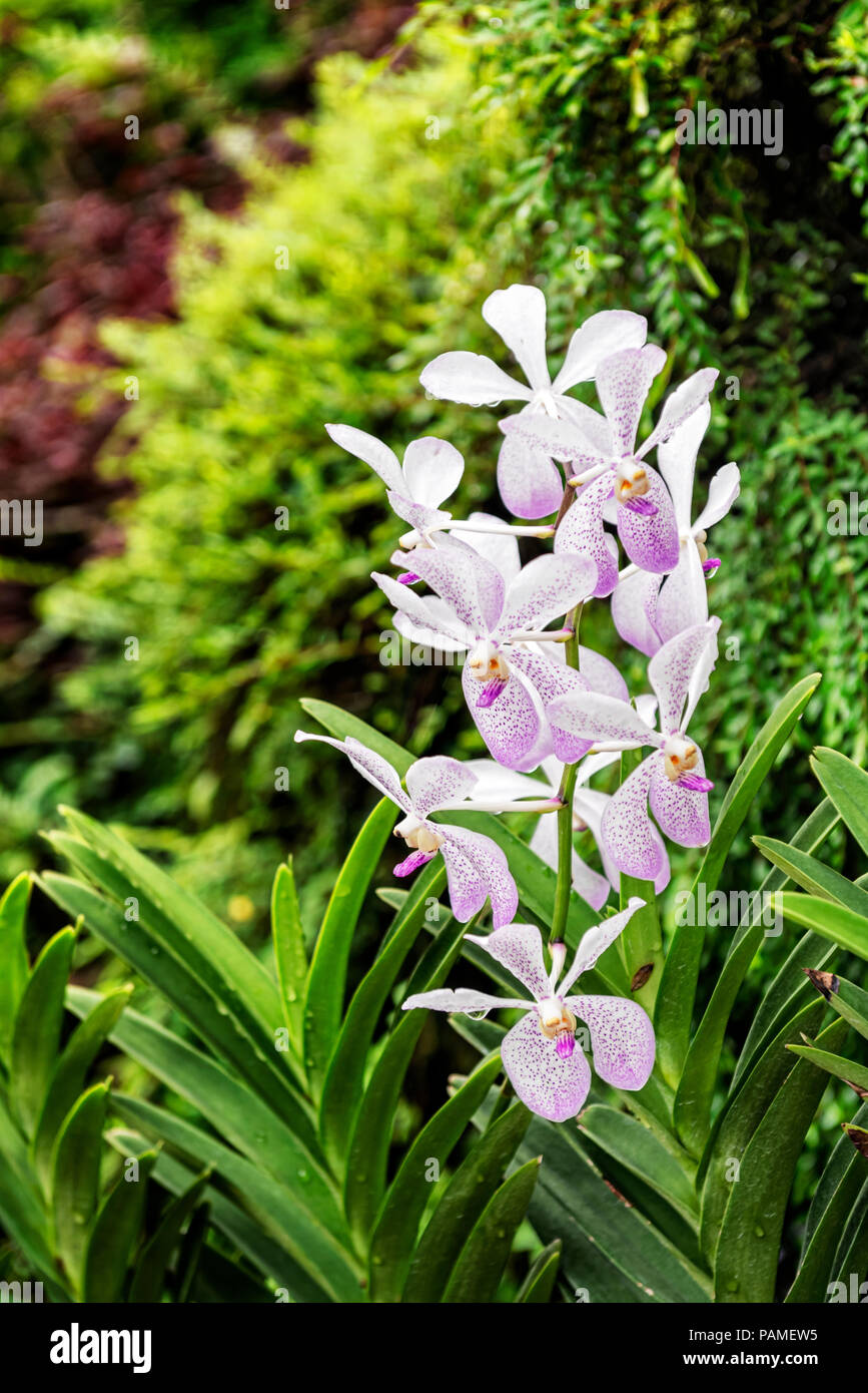 Delicate and beautiful tropical orchid flowers at The National Orchid ...
