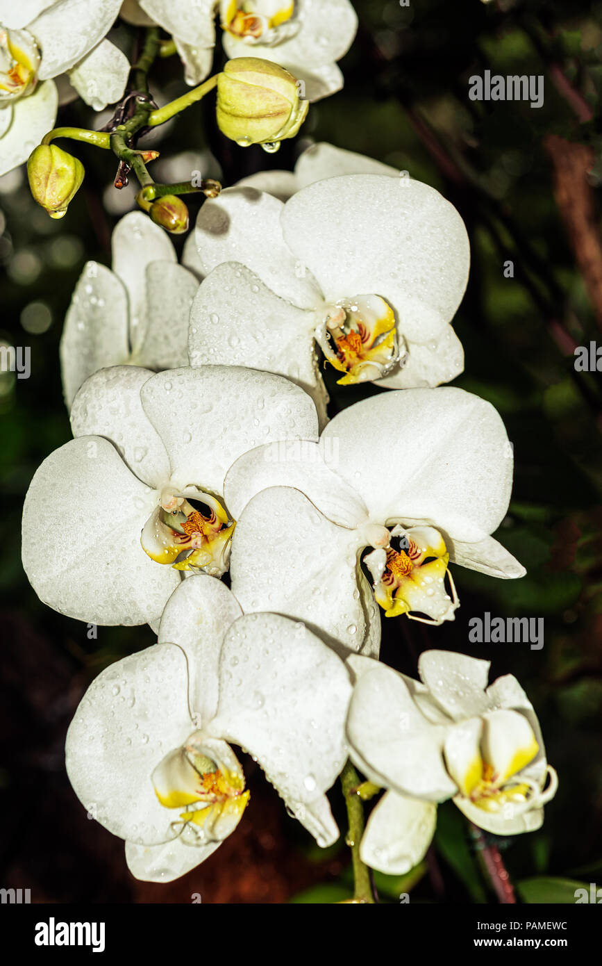 Delicate and beautiful tropical orchid flowers at The National Orchid ...