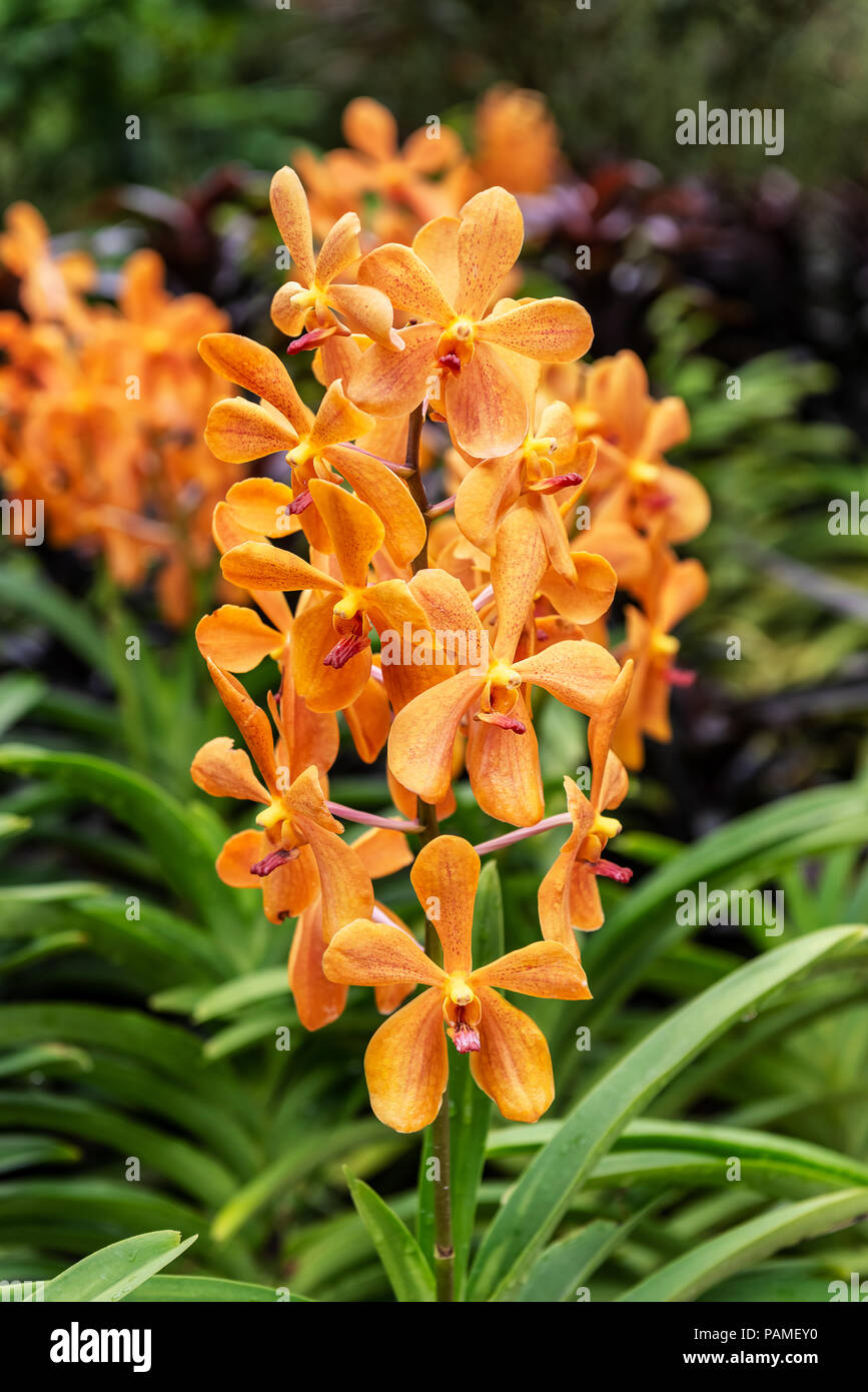 Delicate and beautiful tropical orchid flowers at The National Orchid ...