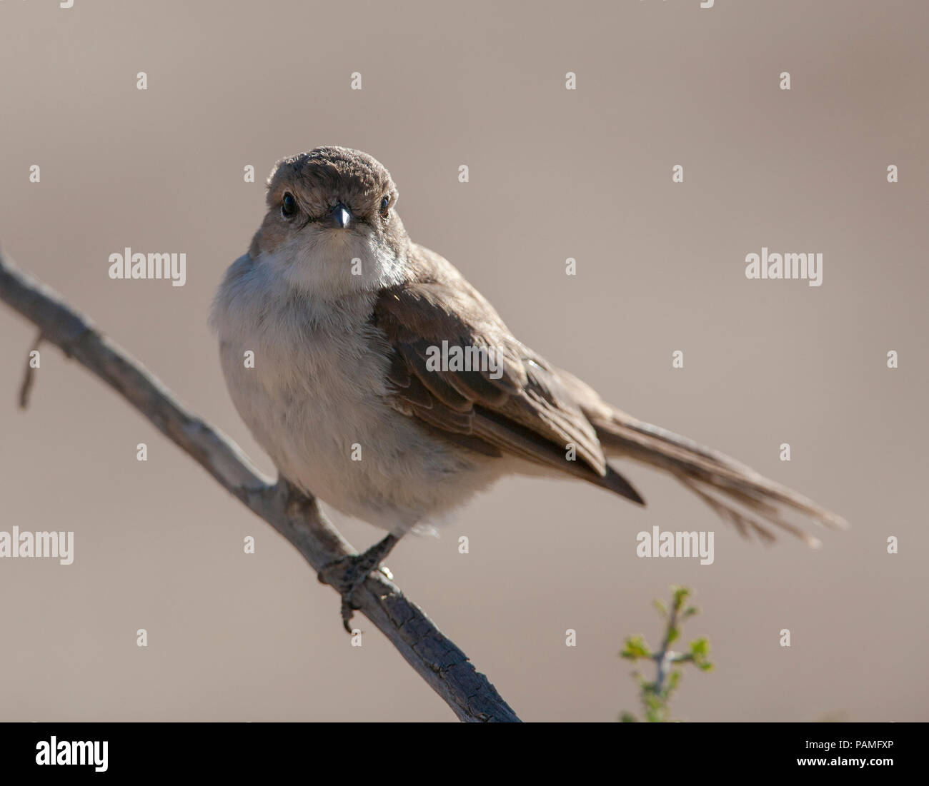 Marico flycatcher hi-res stock photography and images - Alamy