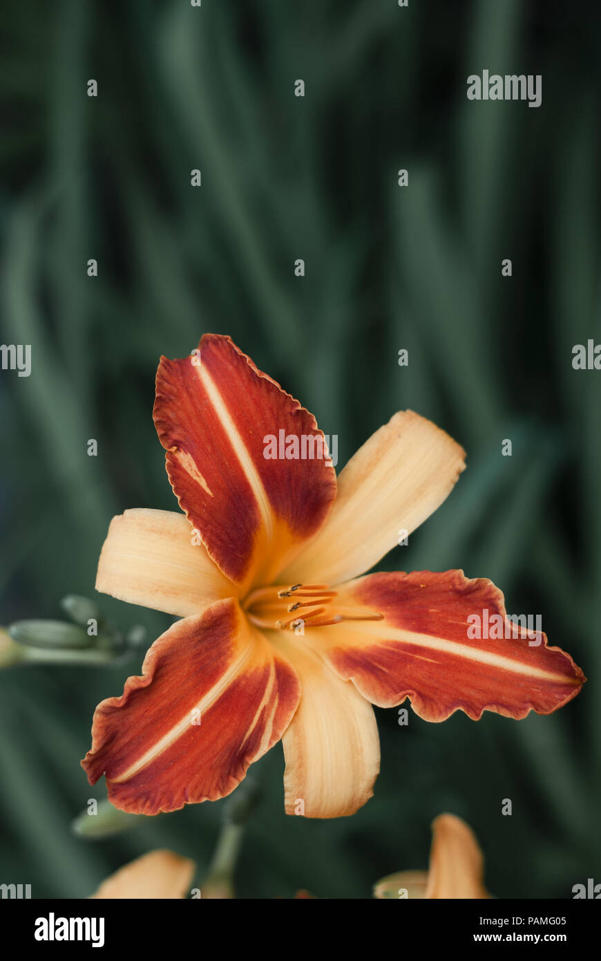 Tiger lily hi-res stock photography and images - Alamy