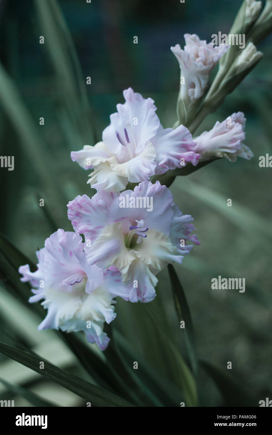 Sword lily hi-res stock photography and images - Alamy