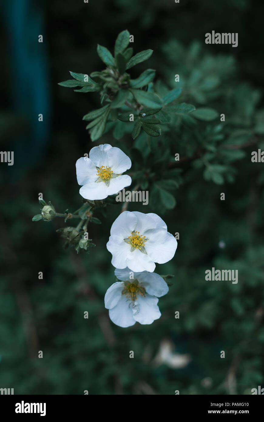 Canker flower hi-res stock photography and images - Alamy
