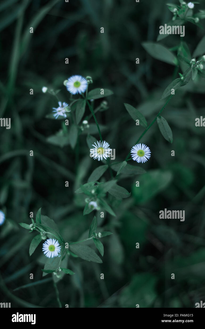 Dark chamomile hi-res stock photography and images - Alamy