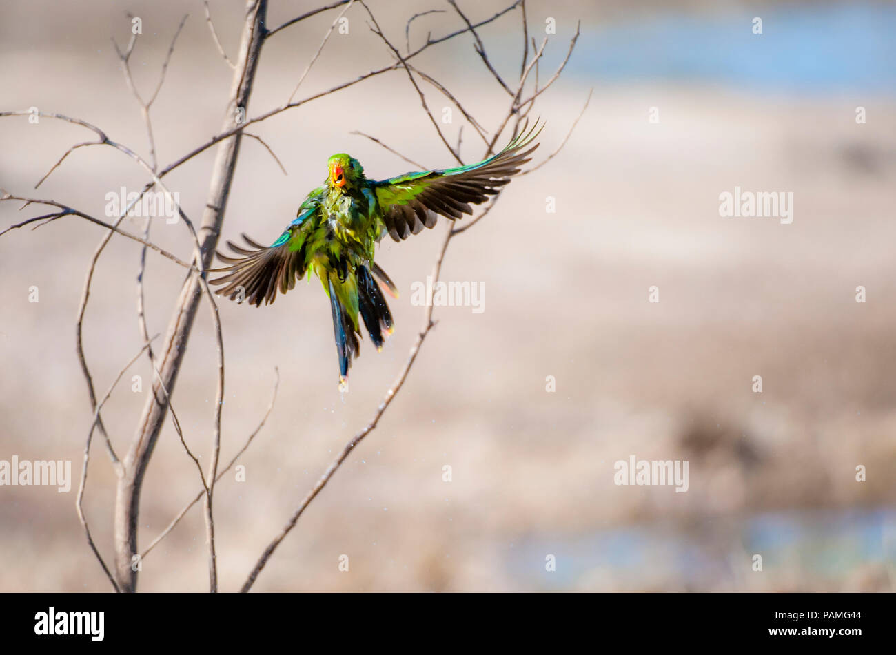 Wet parrot hi-res stock photography and images - Alamy