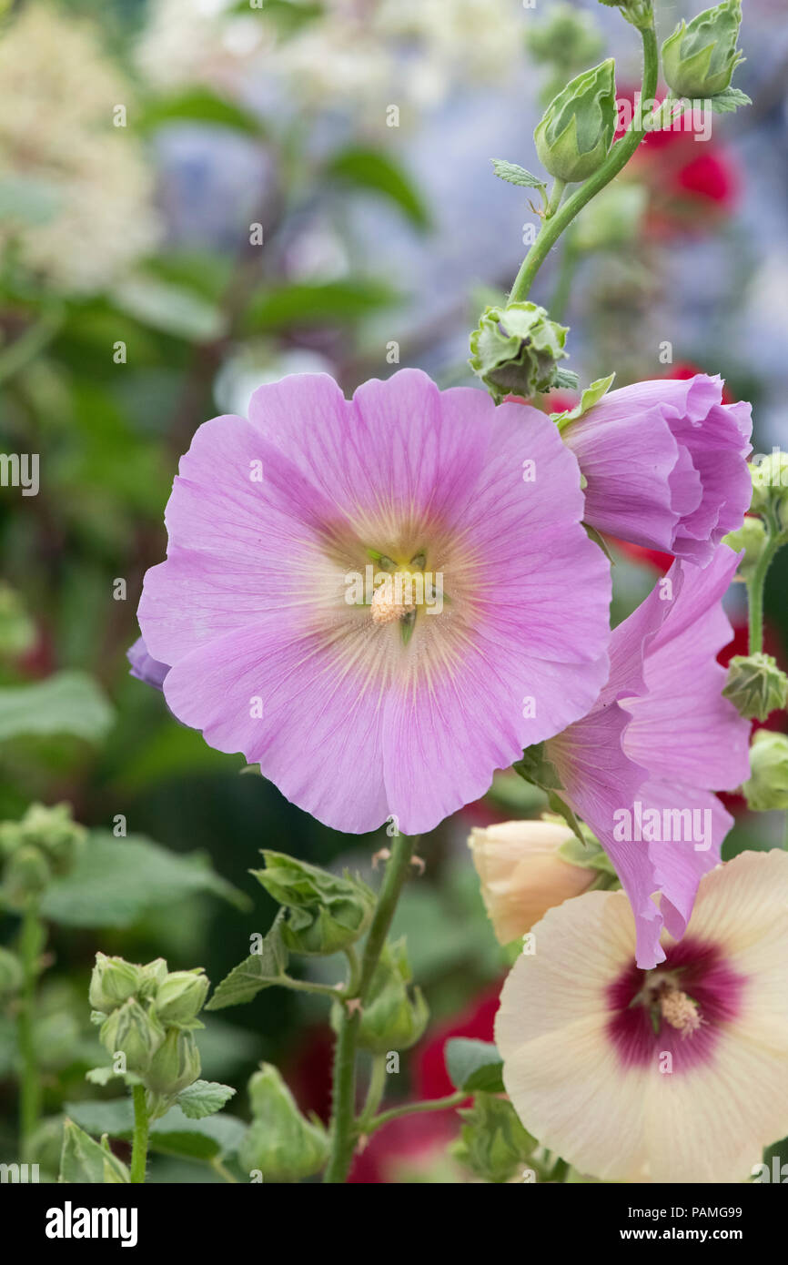 Alcea rosea ‘Halo pink’. Hollyhock ‘Halo pink’ flowers at a flower show ...