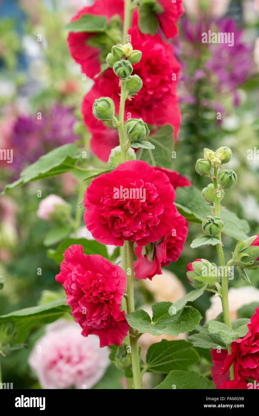 Alcea rosea ‘'O'Hara’. Hollyhock ‘'O'Hara.’ flowers at a flower show ...