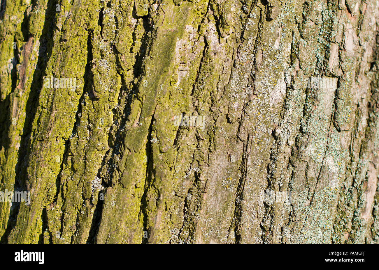 Background texture of tree bark. Skin the bark of a tree that traces ...