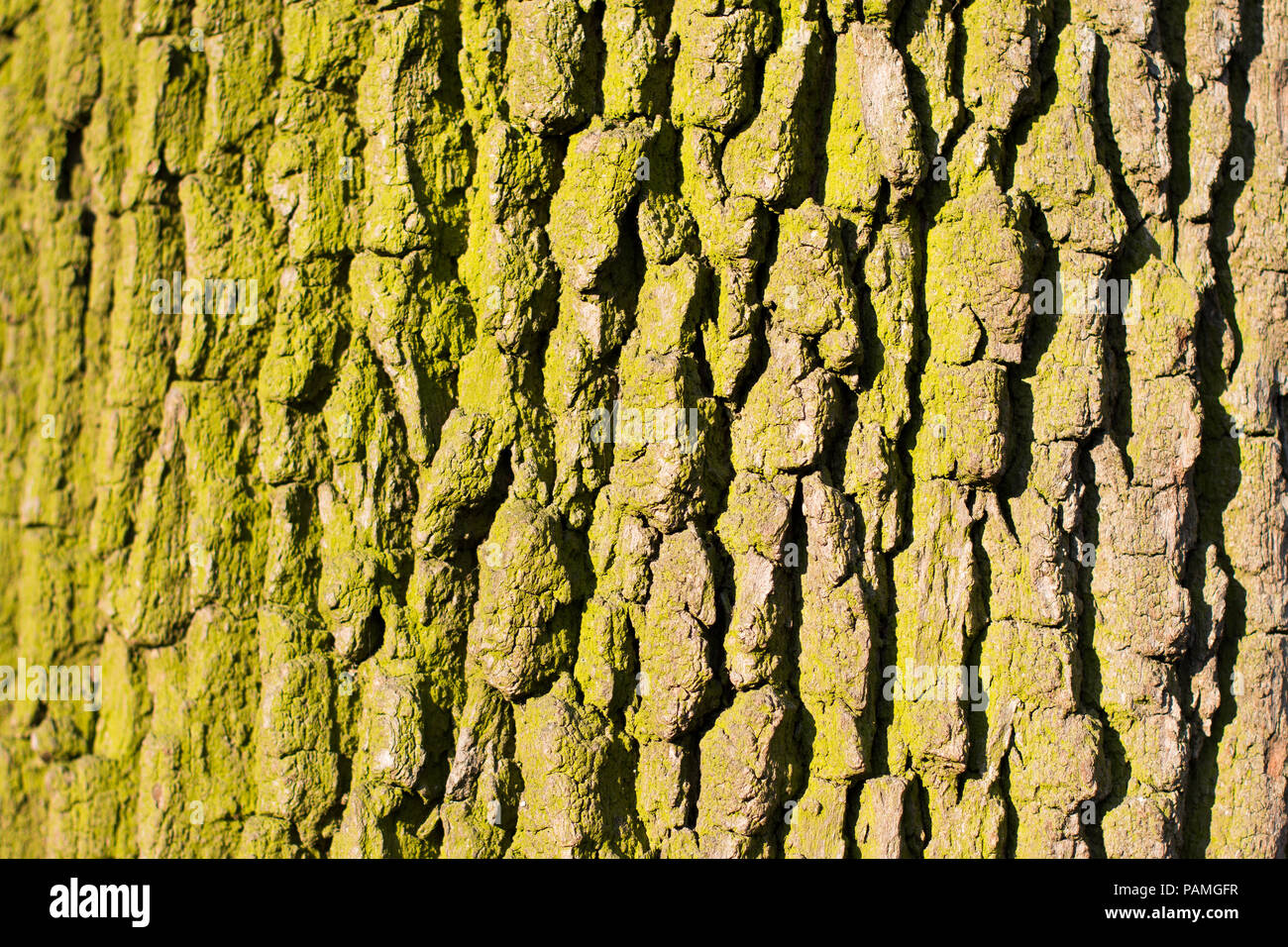Background texture of tree bark. Skin the bark of a tree that traces ...