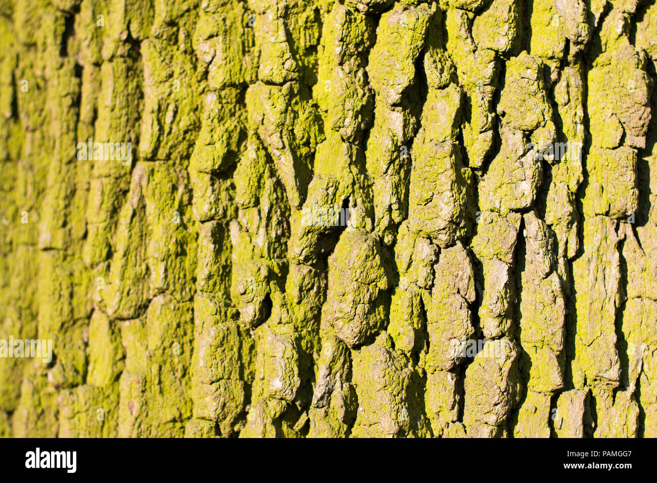 Background texture of tree bark. Skin the bark of a tree that traces ...