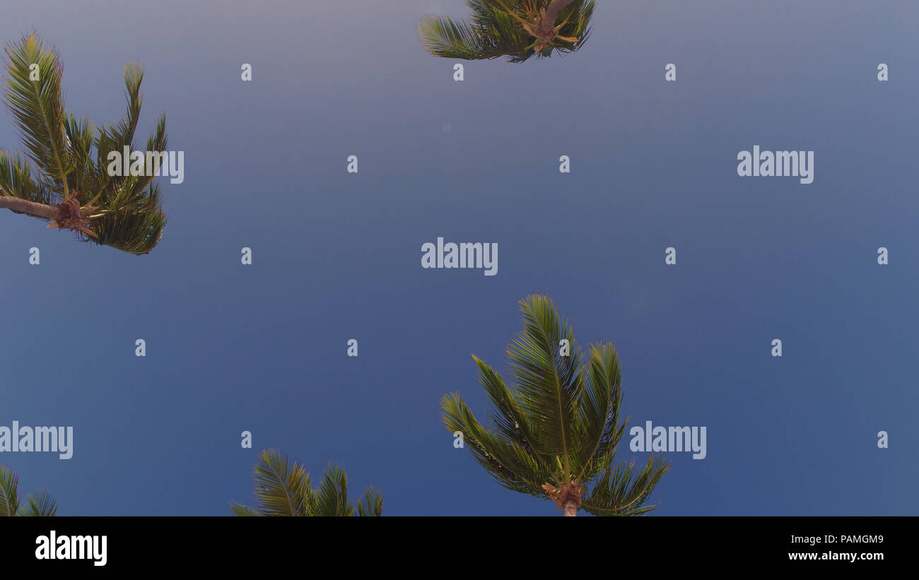 View of the palm trees from below. Dominica Stock Photo - Alamy