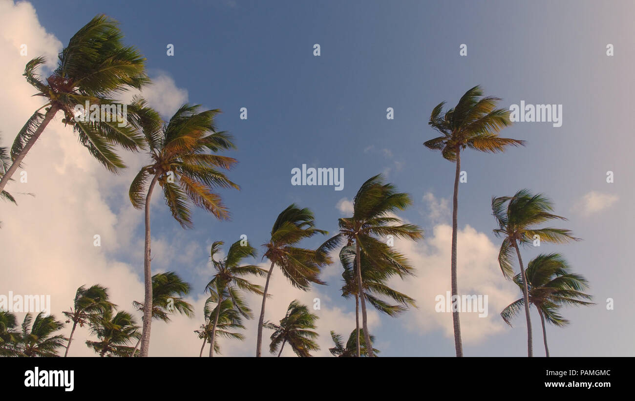 View of the palm trees from below. Dominica Stock Photo - Alamy