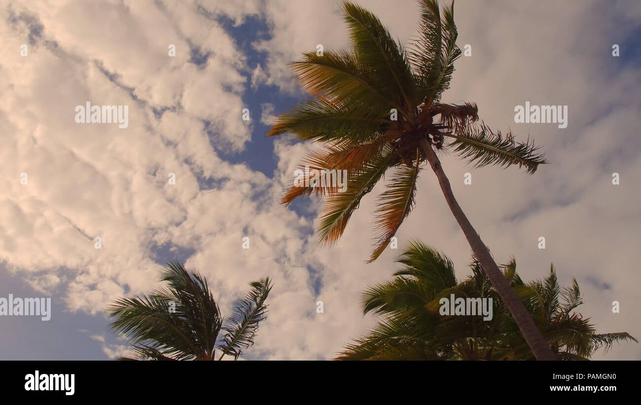 View of the palm trees from below. Dominica Stock Photo - Alamy