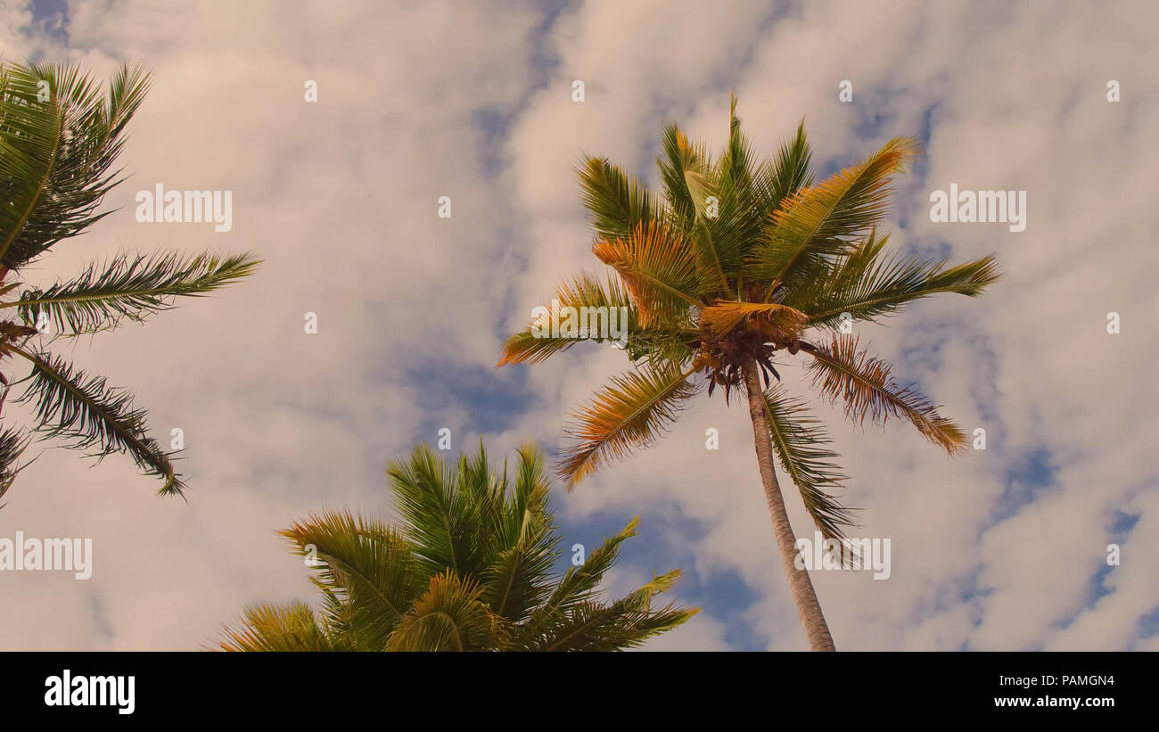 View of the palm trees from below. Dominica Stock Photo - Alamy
