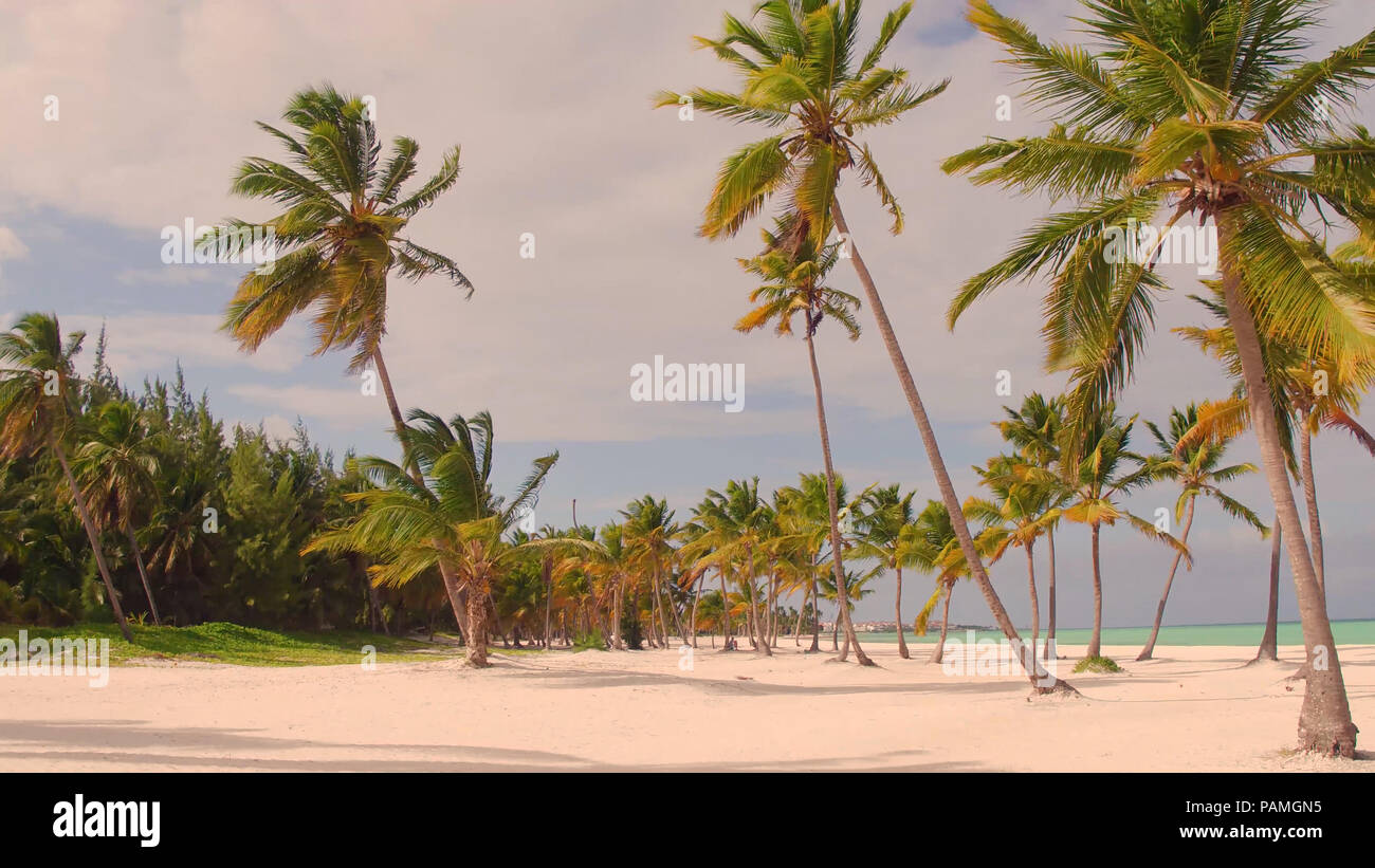View of the palm trees from below. Dominica Stock Photo - Alamy