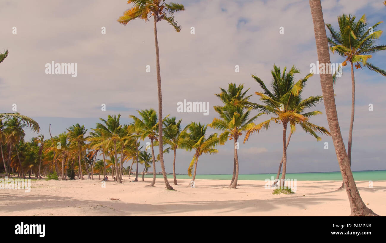 View of the palm trees from below. Dominica Stock Photo - Alamy