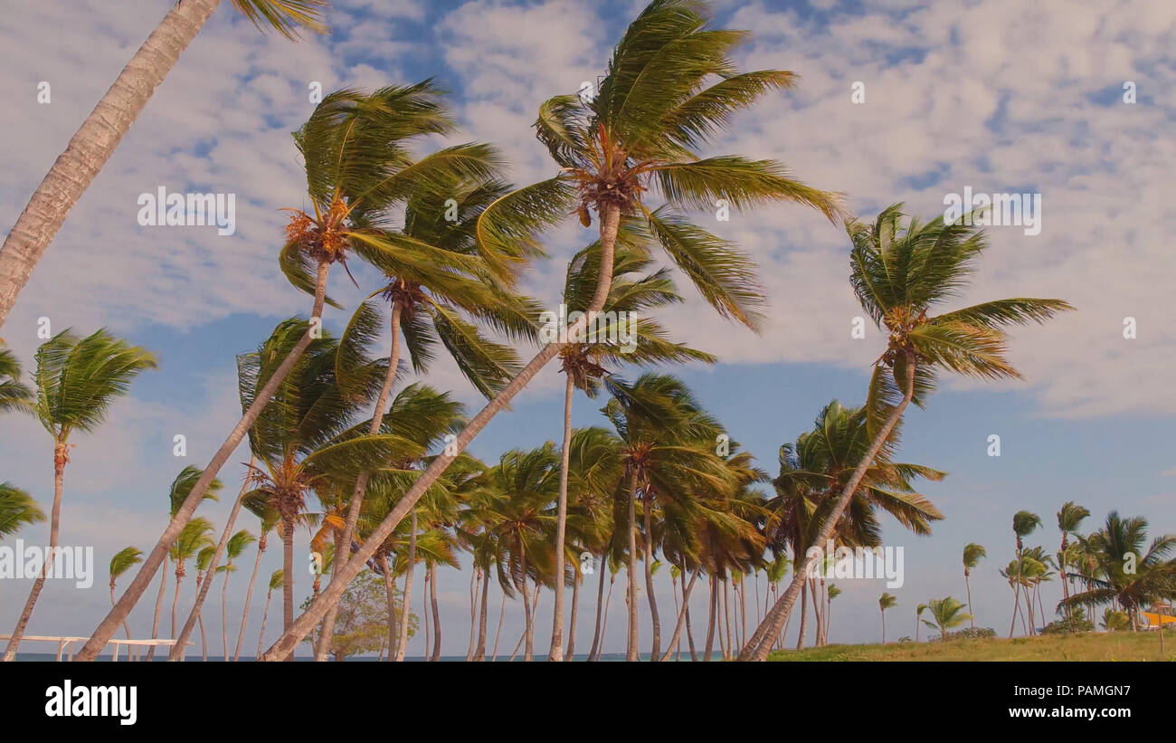 View of the palm trees from below. Dominica Stock Photo - Alamy