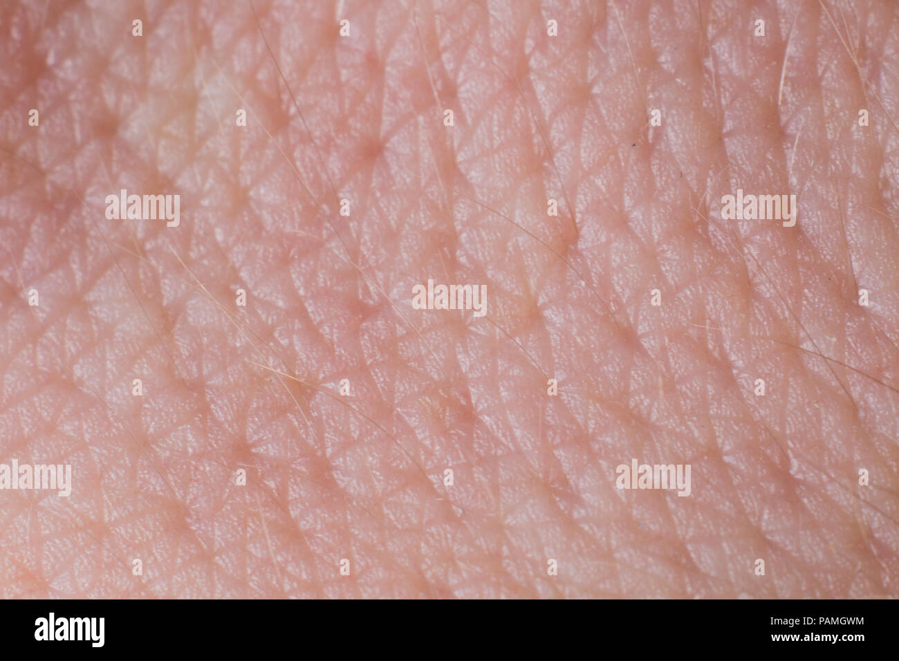 Human skin texture close up. Macro of brown young person clean skin ...