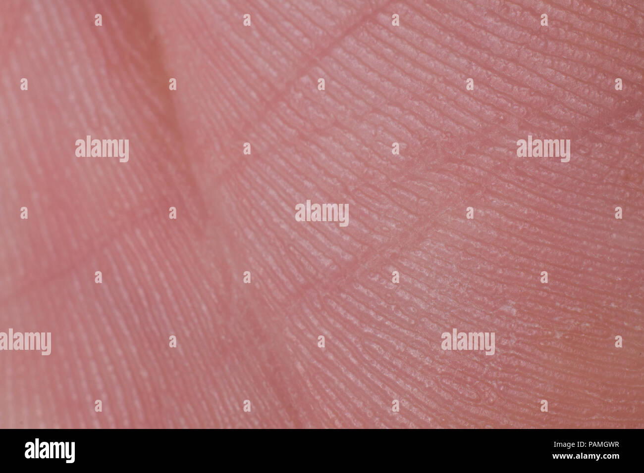 Human skin texture close up. Macro of brown young person clean skin ...