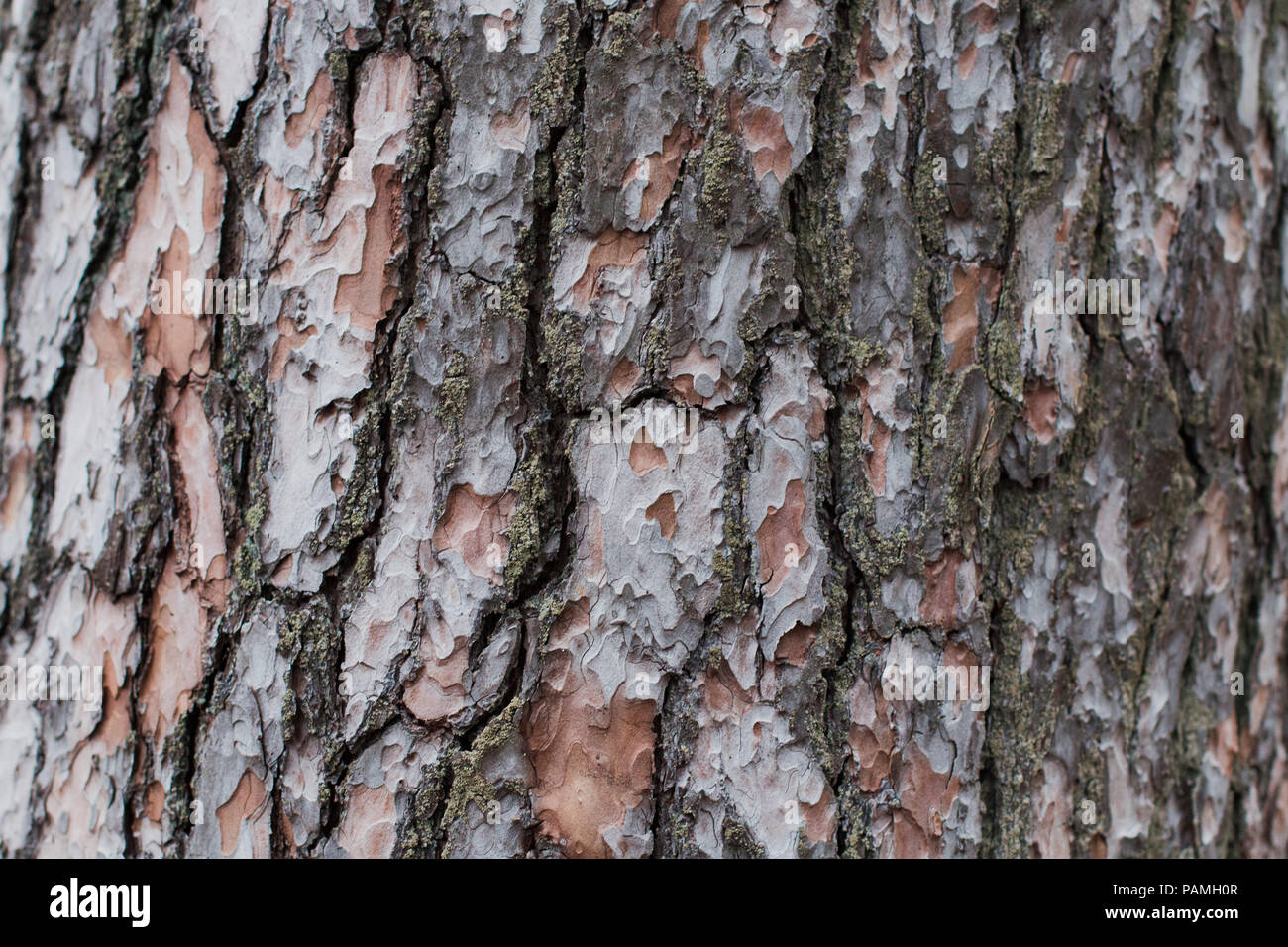 Texture of tree bark brown bumps and cracks in sunlight close-up Stock ...