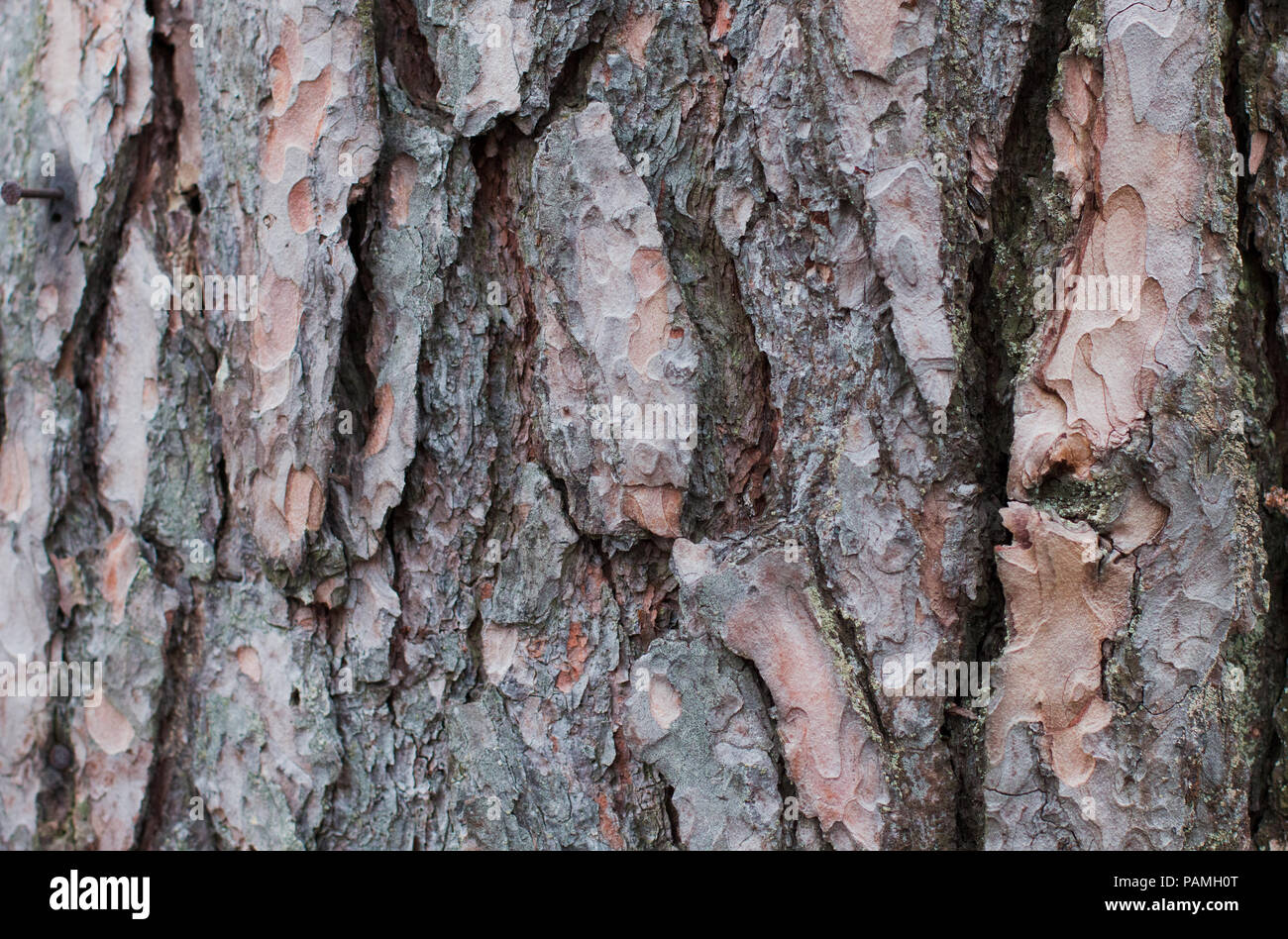 Texture of tree bark brown bumps and cracks in sunlight close-up Stock ...
