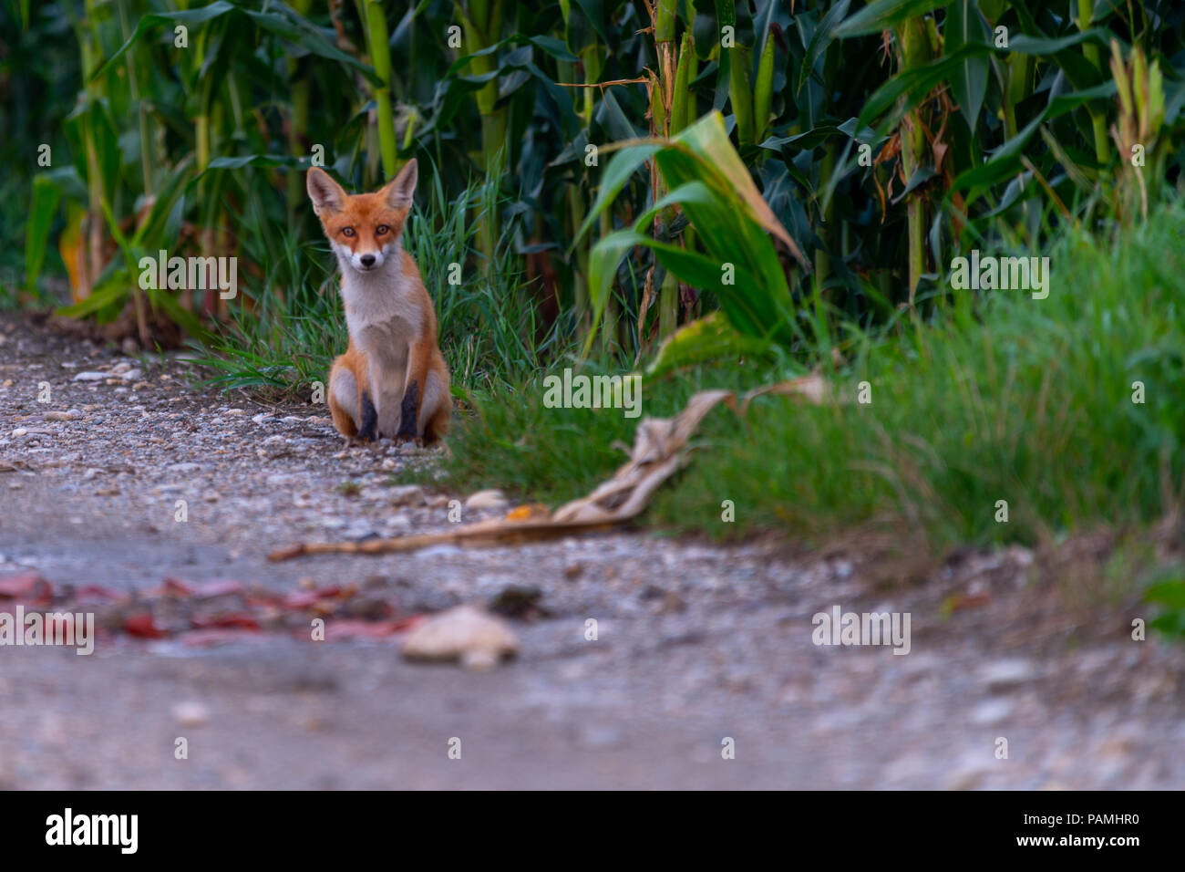 Juvenile red fox hi-res stock photography and images - Alamy