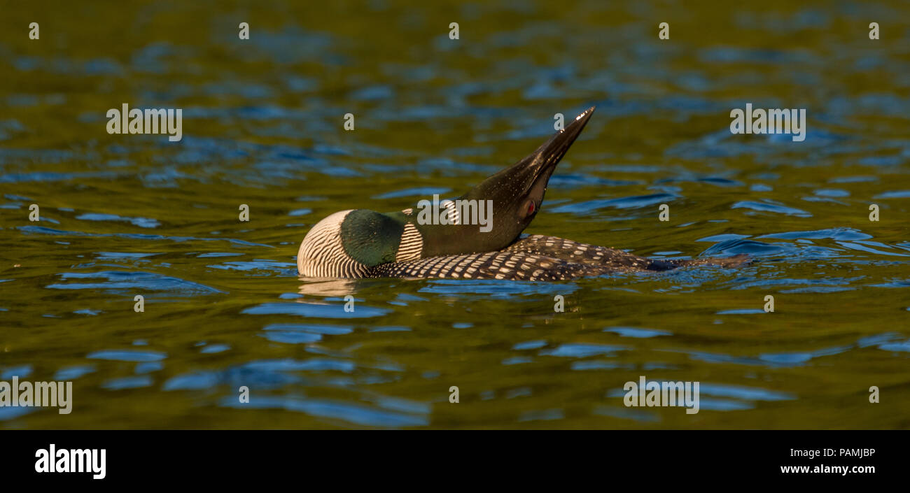 Loon relaxing on the lake Stock Photo - Alamy