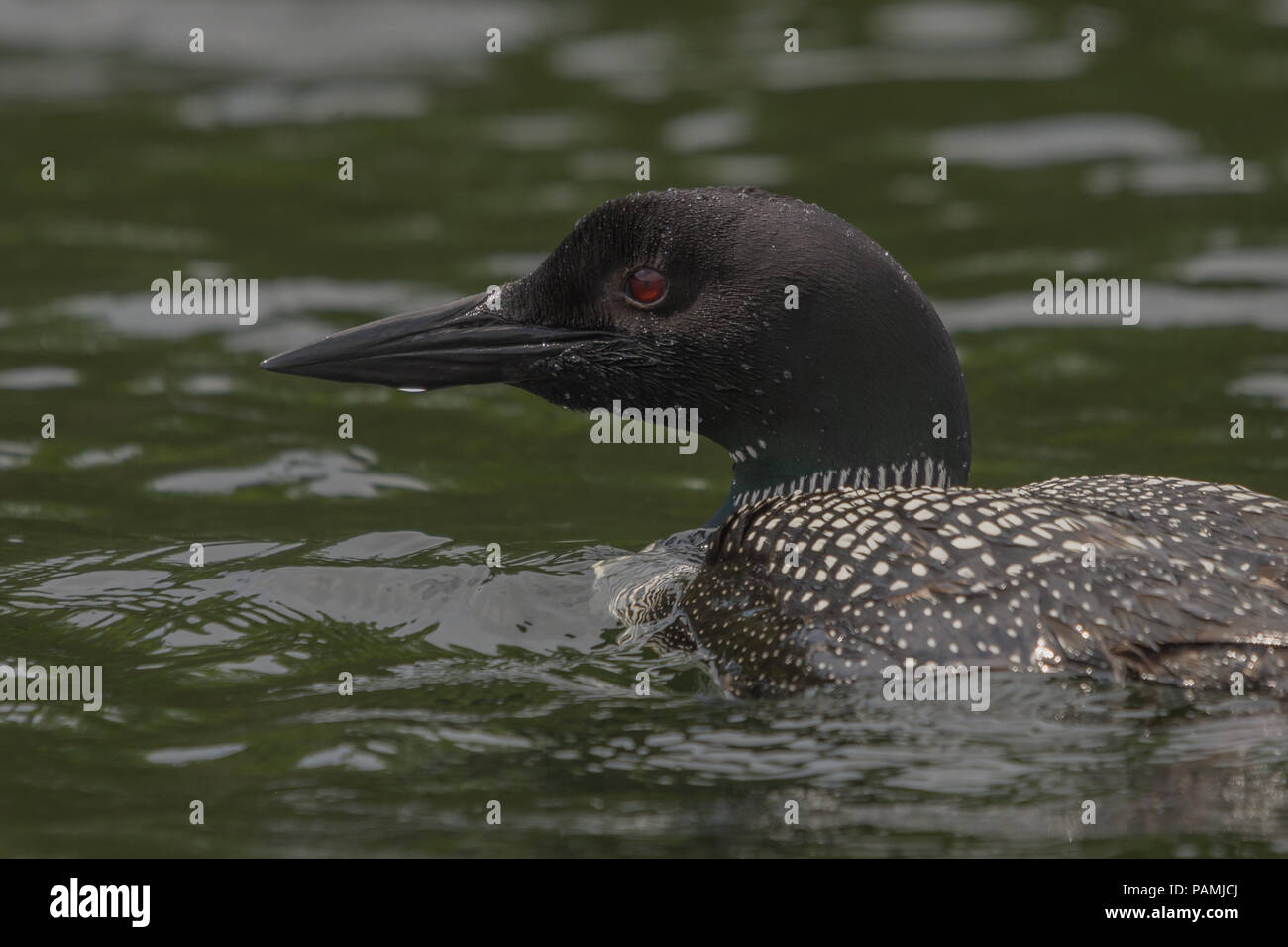 Great northern diver fishing hi-res stock photography and images - Alamy