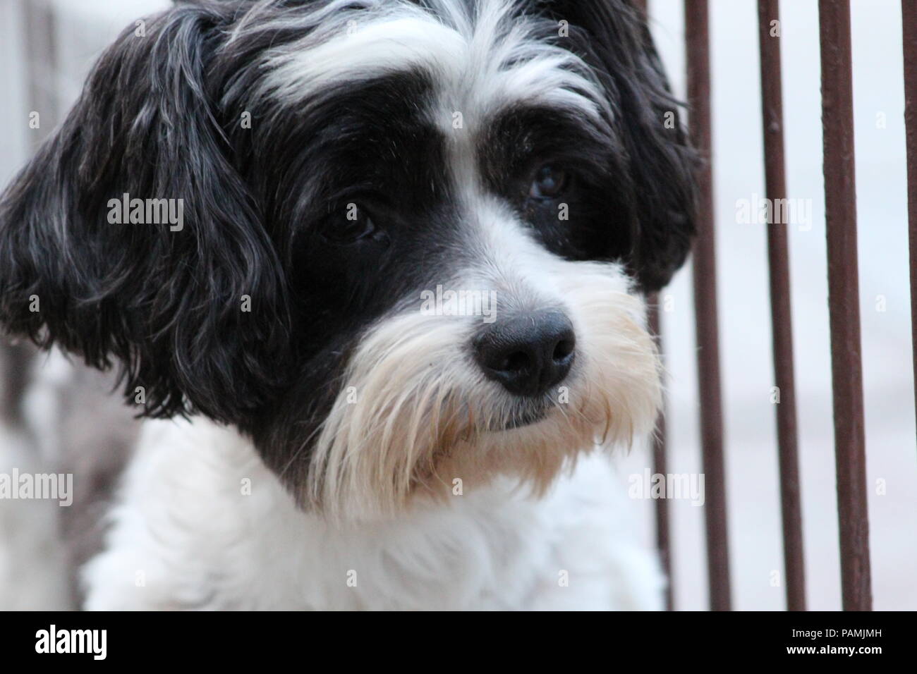 Female dog portrait Stock Photo - Alamy