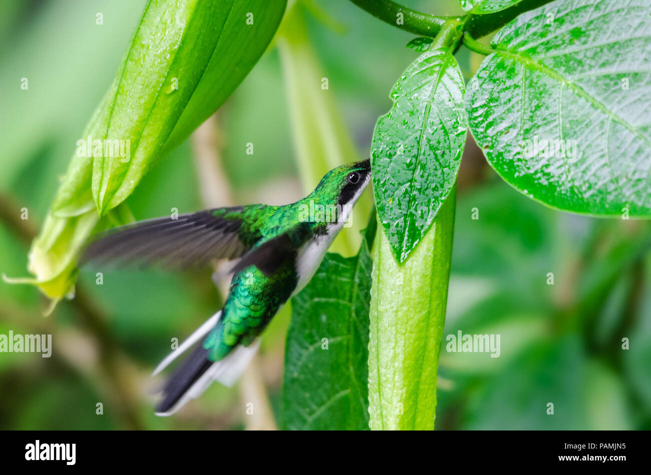 Hummingbird pollination flower hi-res stock photography and images - Alamy