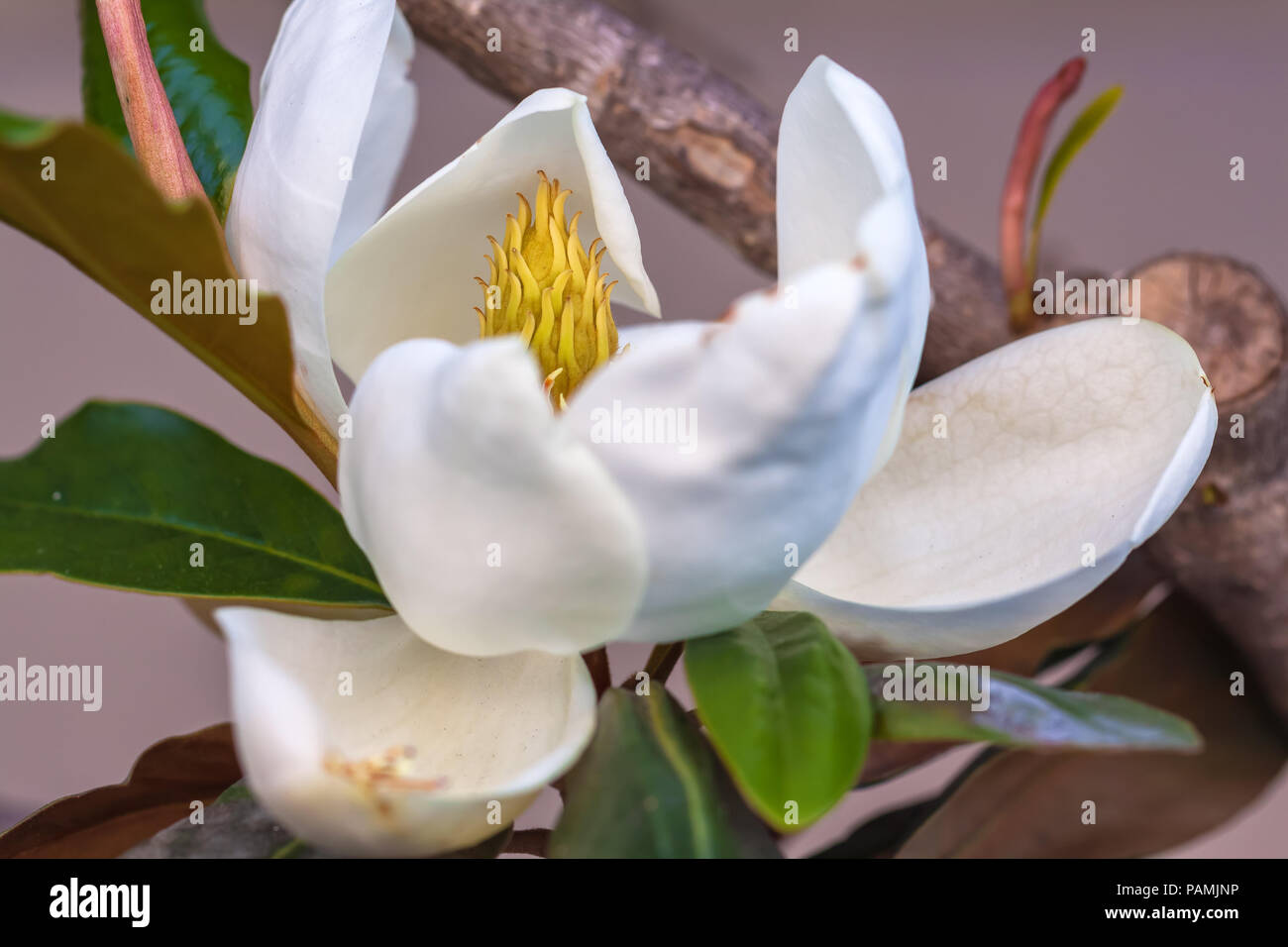 Dwarf southern magnolia flower (Magnolia grandiflora 'Little Gem'), San ...