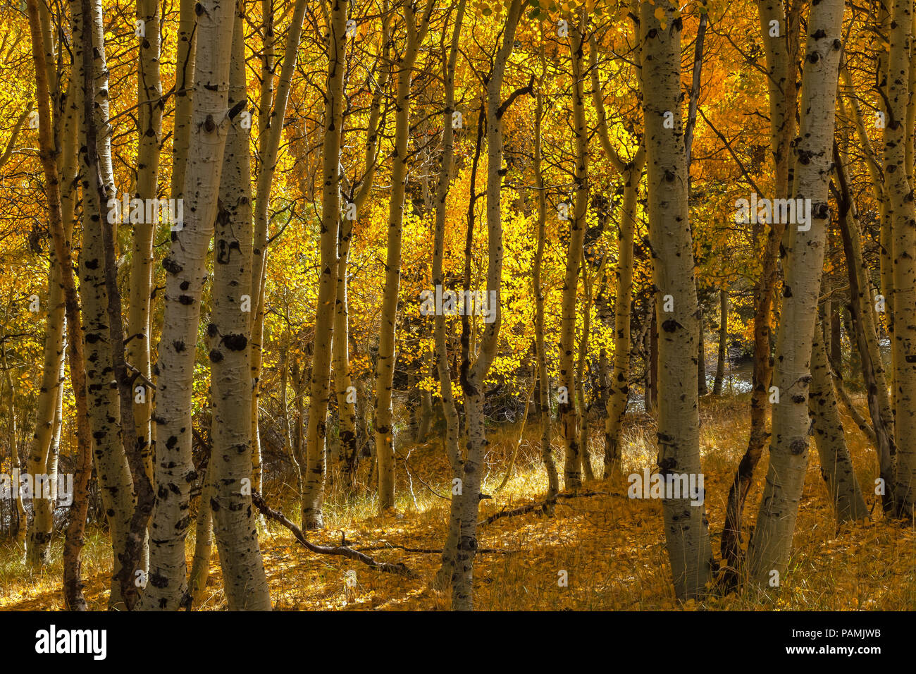 Aspen trees forest in their peak fall foliage, June Lake Loop, June ...