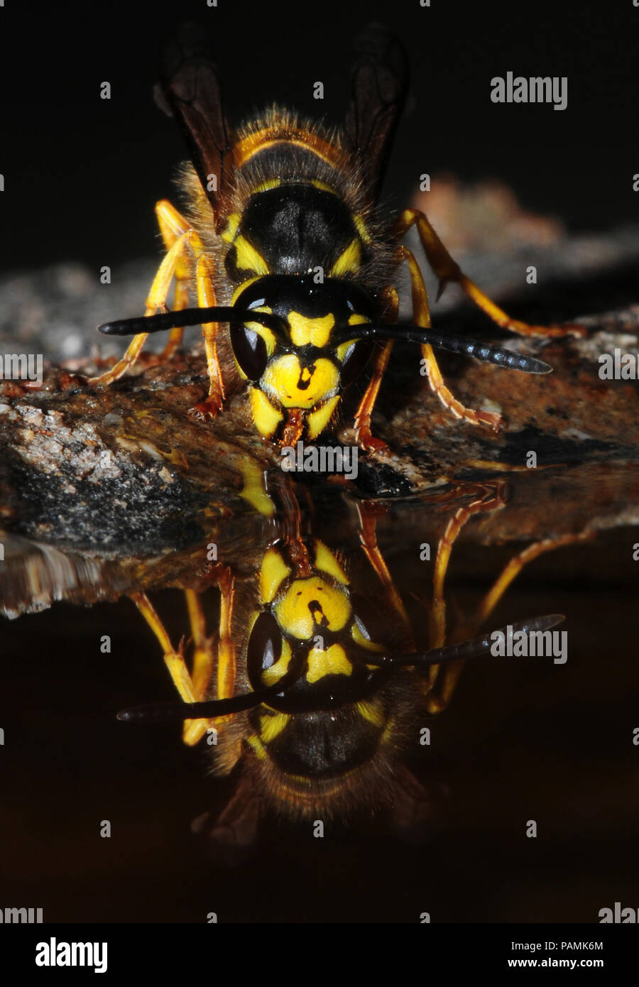 Portrait of common wasp drinking Stock Photo - Alamy