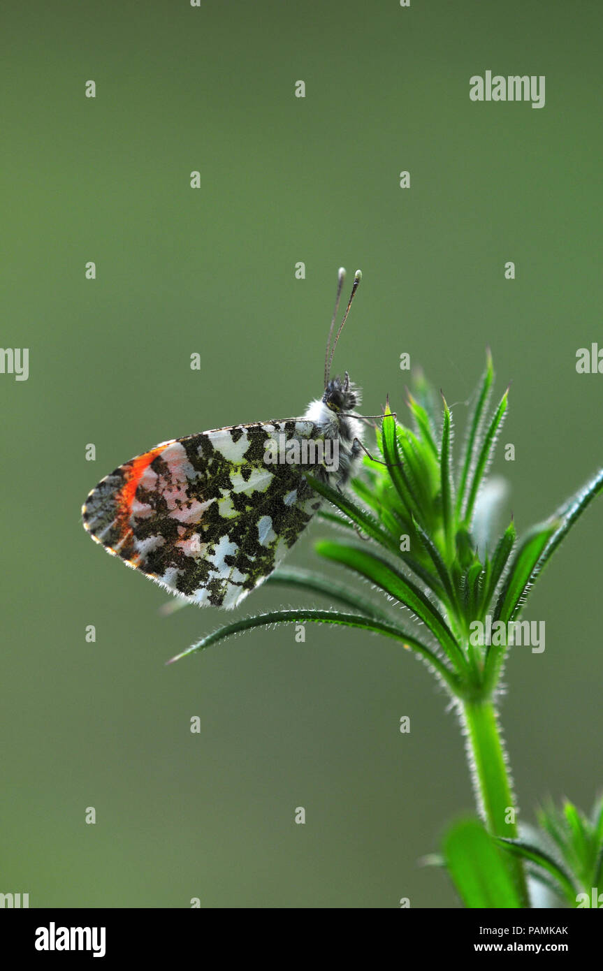 Orange tip hi-res stock photography and images - Alamy