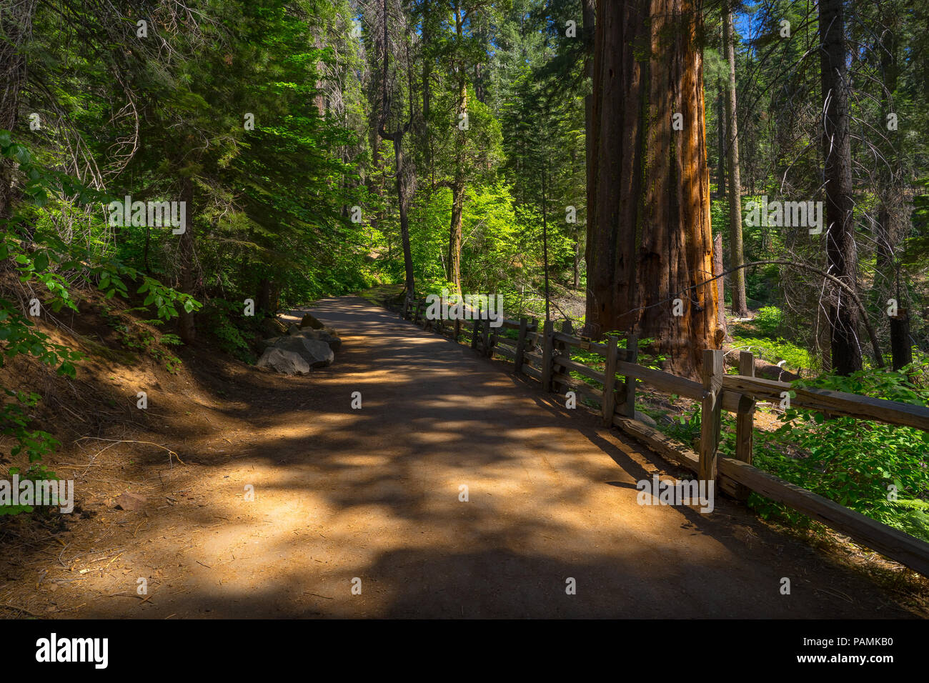 Tourism old family tree hi-res stock photography and images - Alamy
