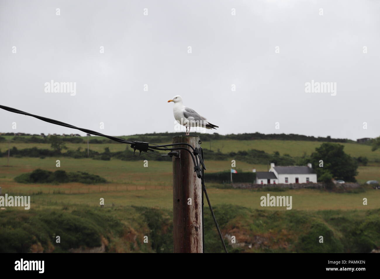 Perch bird seagull hi-res stock photography and images - Alamy