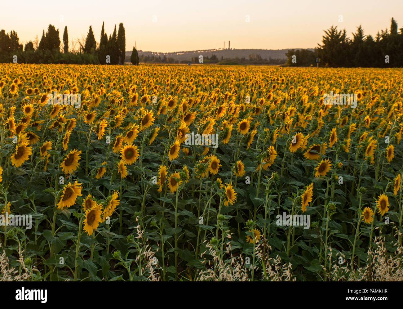 Field with flowers near arles hi-res stock photography and images - Alamy