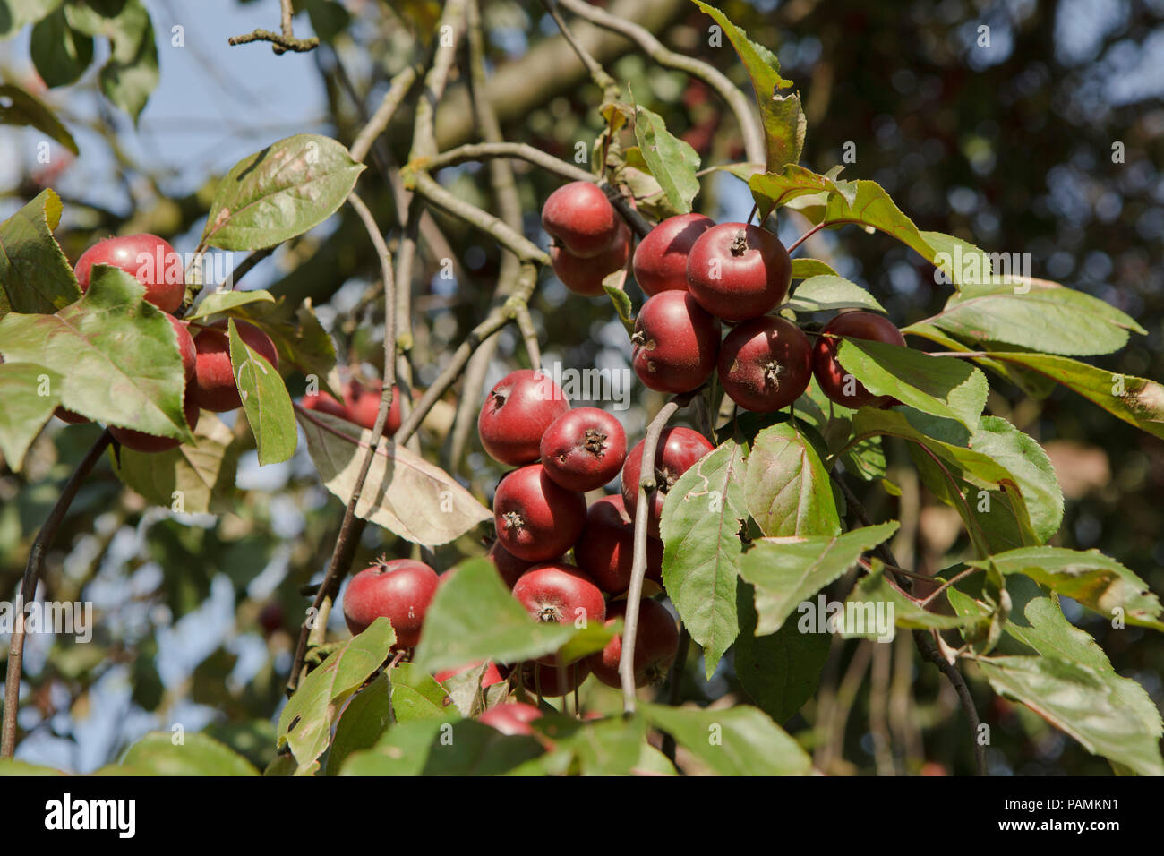 Wild apple tree hi-res stock photography and images - Alamy