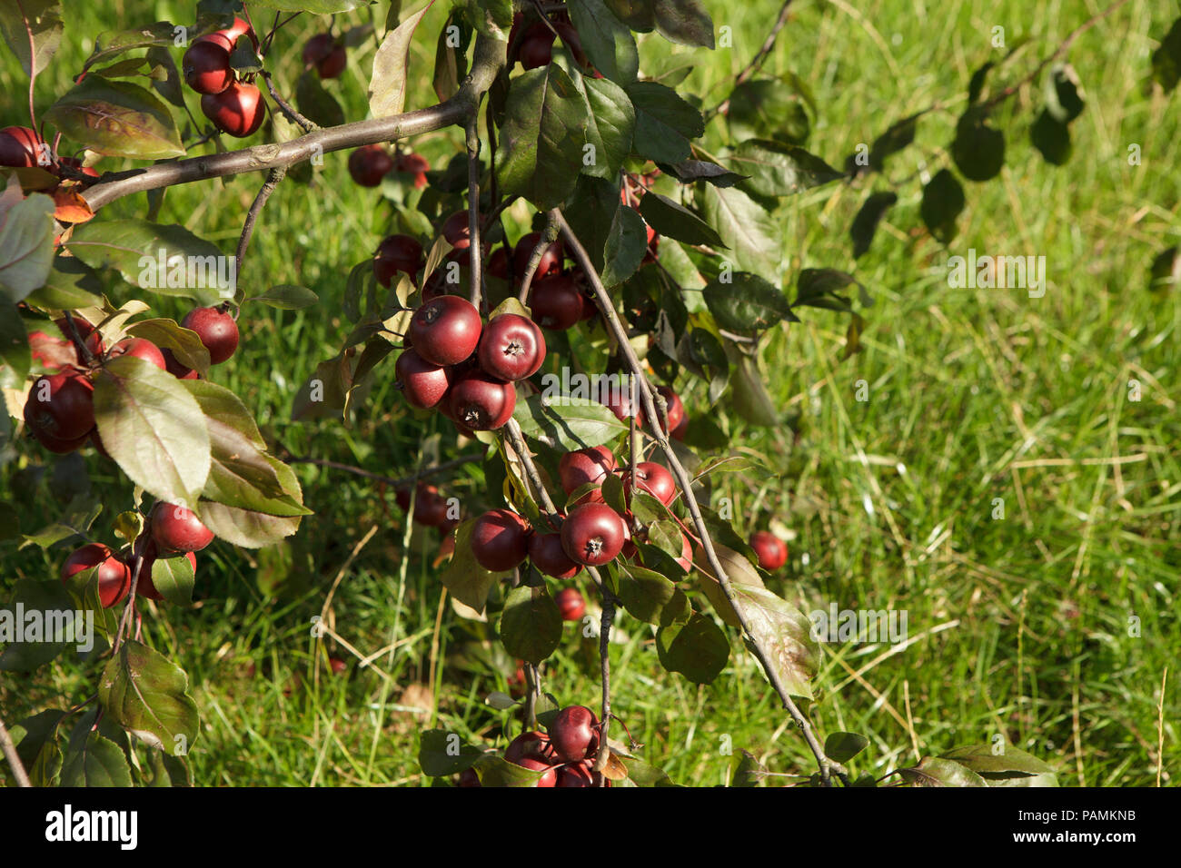 Wild Apples Stock Photos & Wild Apples Stock Images - Alamy