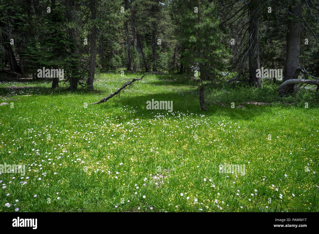 Lush meadow and pine trees along Highway 4 - Ebbetts Pass Stock Photo ...