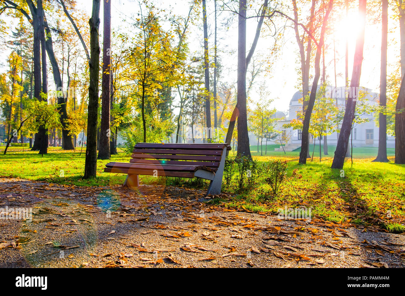 Park bench on a path during a sunny autumn dau with yellow leafs and ...