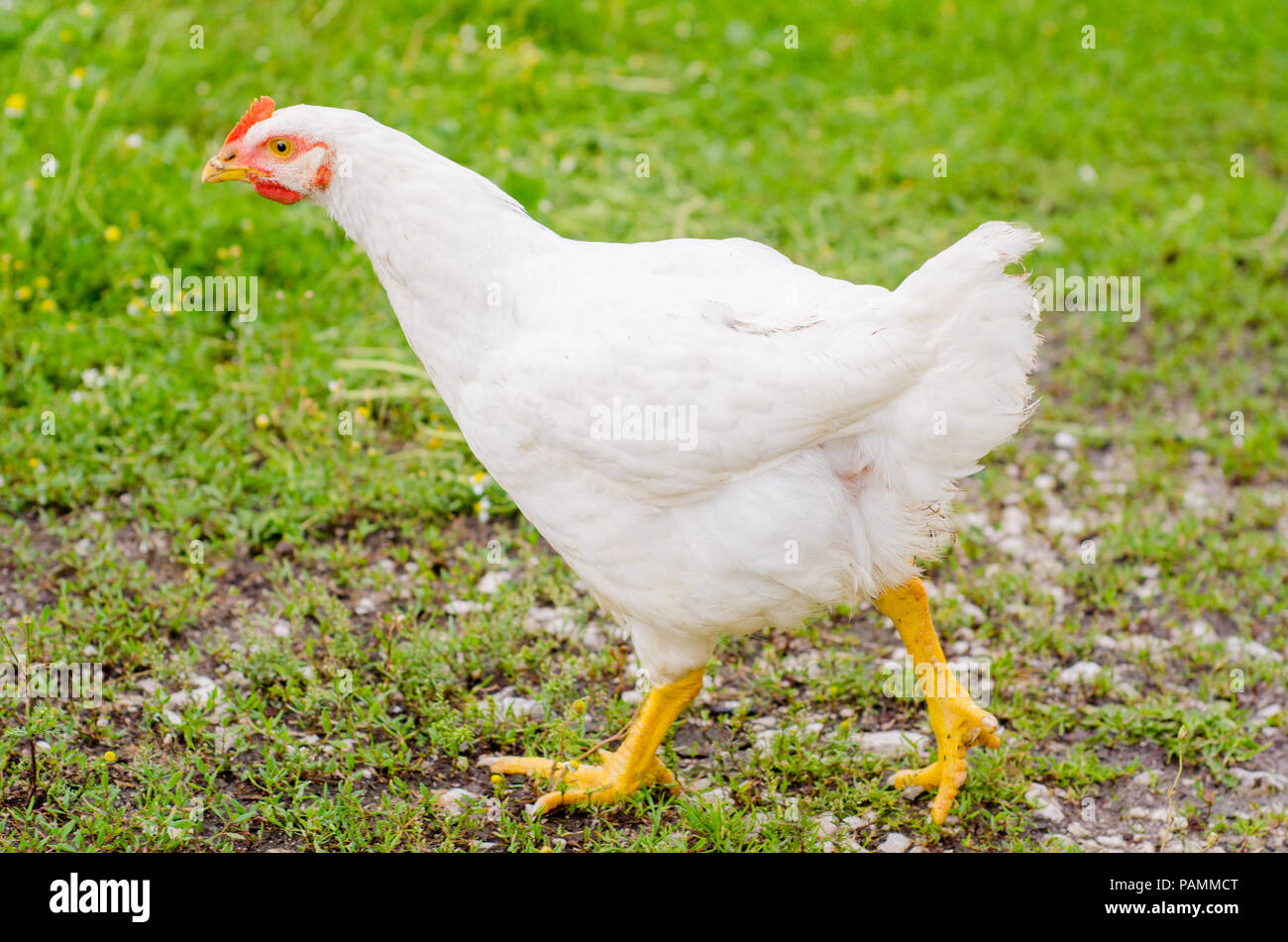 Chicken running hi-res stock photography and images - Alamy