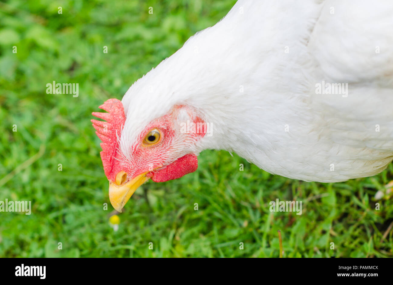 Chickens head hi-res stock photography and images - Alamy