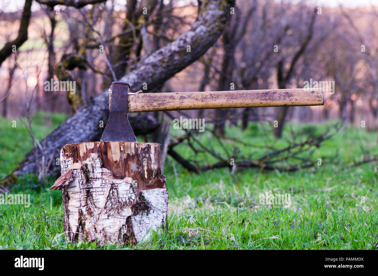 Rusty old axe in forest hi-res stock photography and images - Alamy